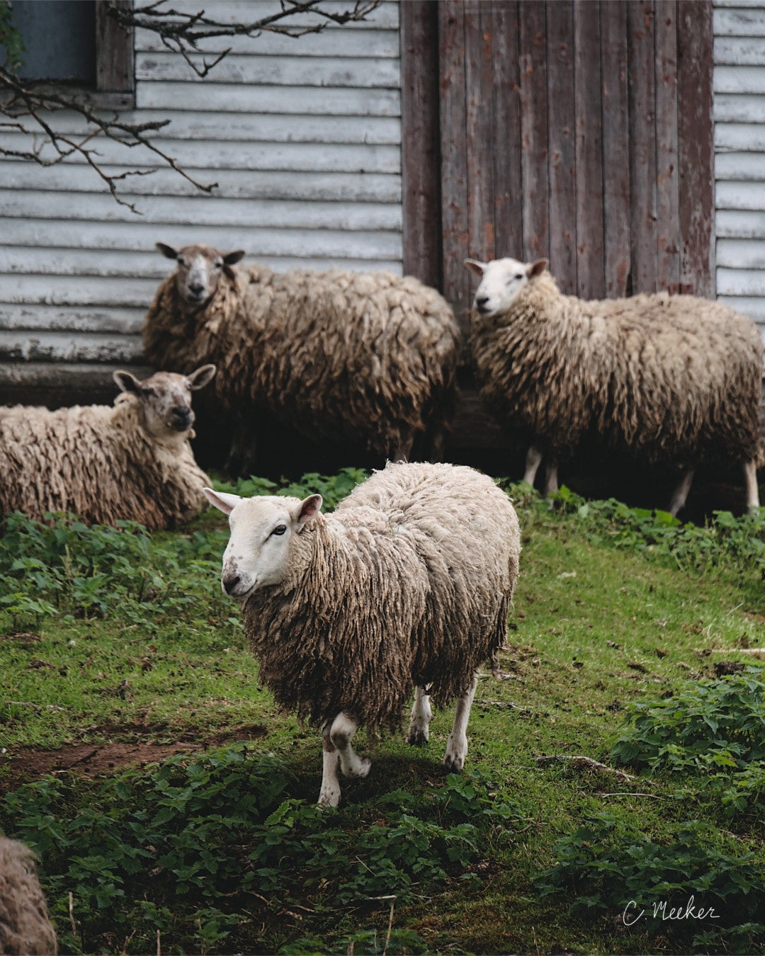 Home Decor - Hillhead House